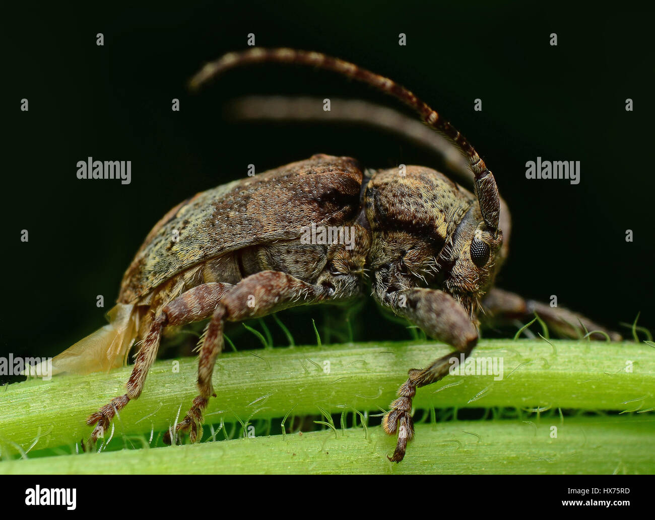Asian long horned beetle hi-res stock photography and images - Alamy