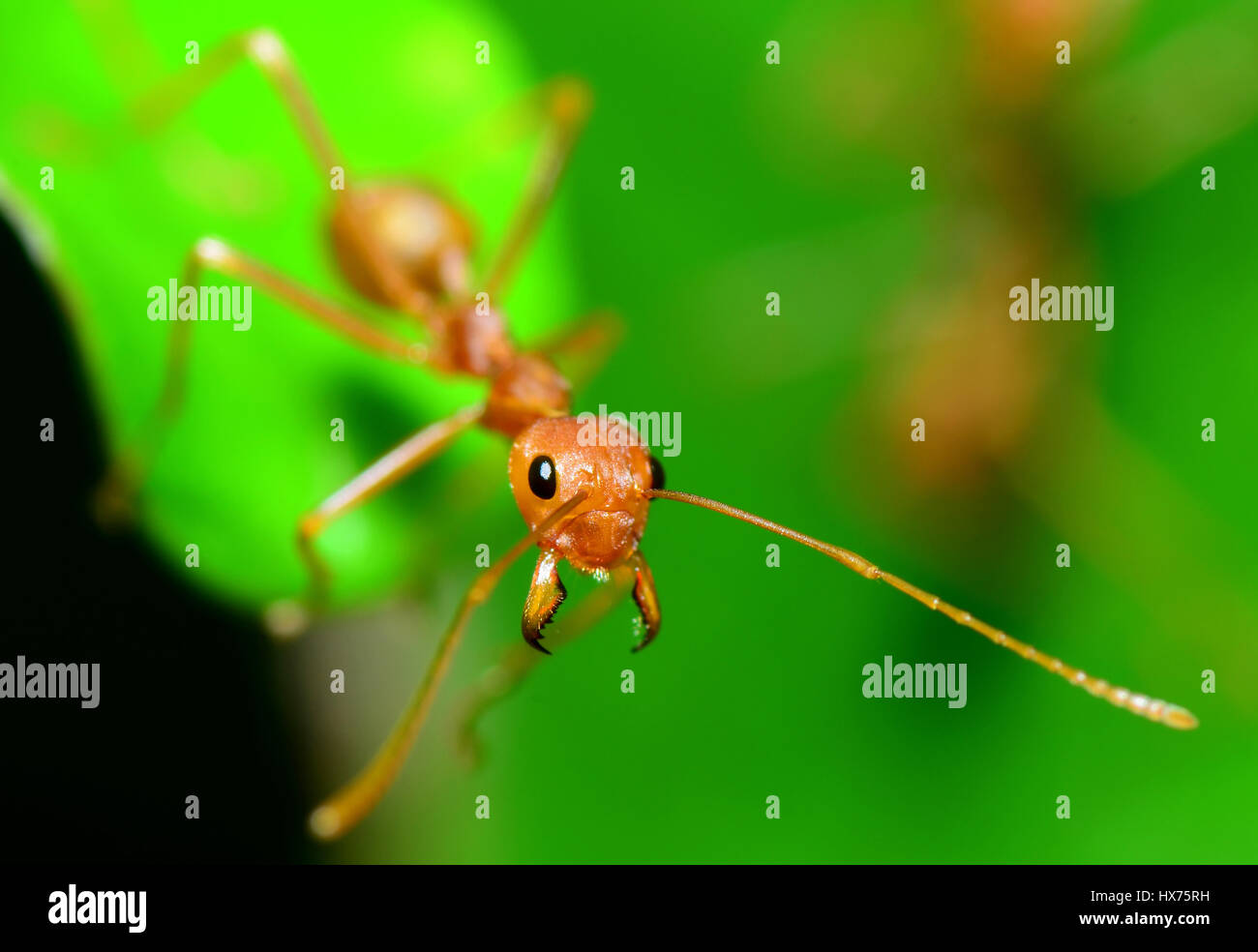 Ants view building hi-res stock photography and images - Alamy