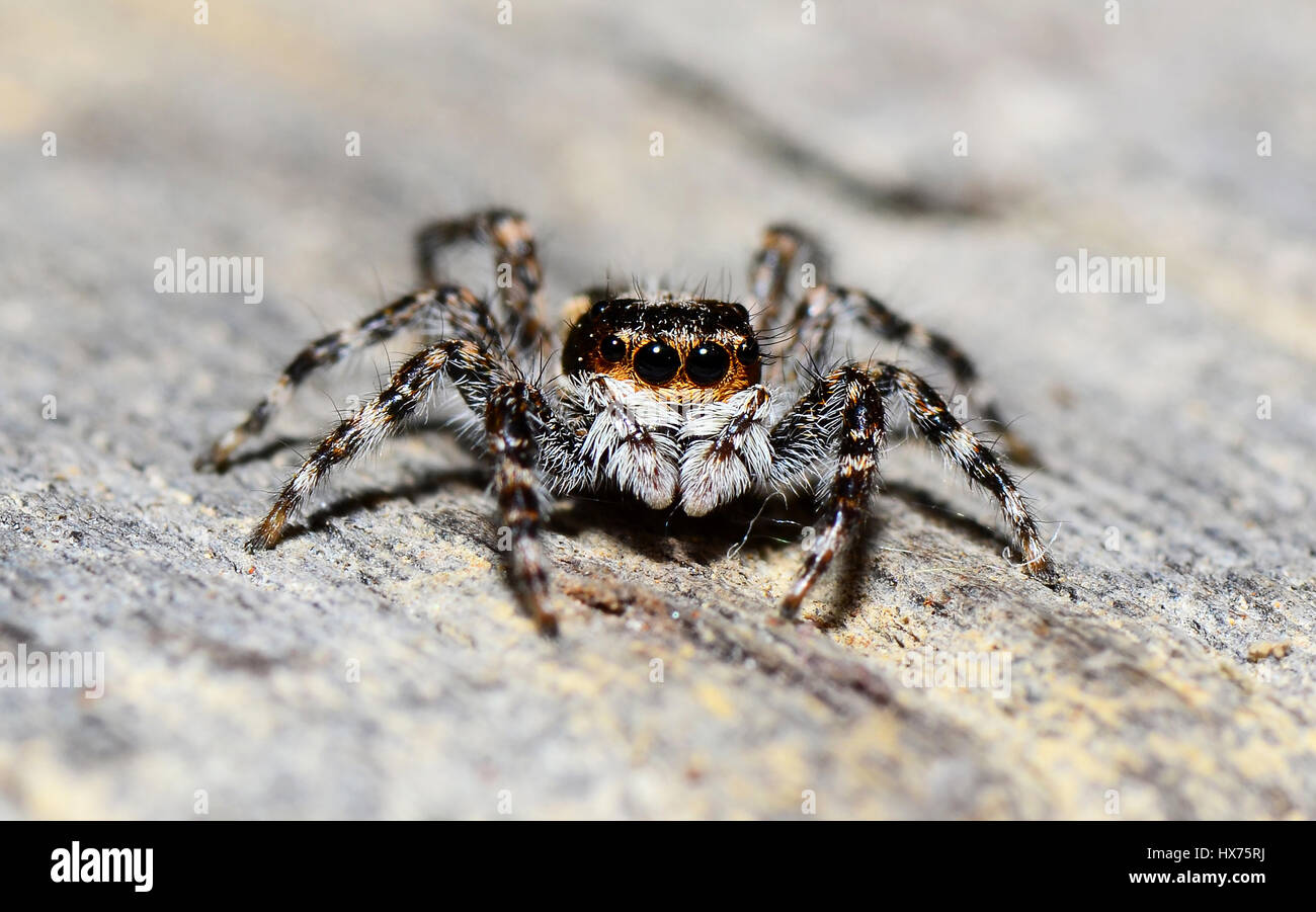 Jumping spider super macro hi-res stock photography and images - Alamy