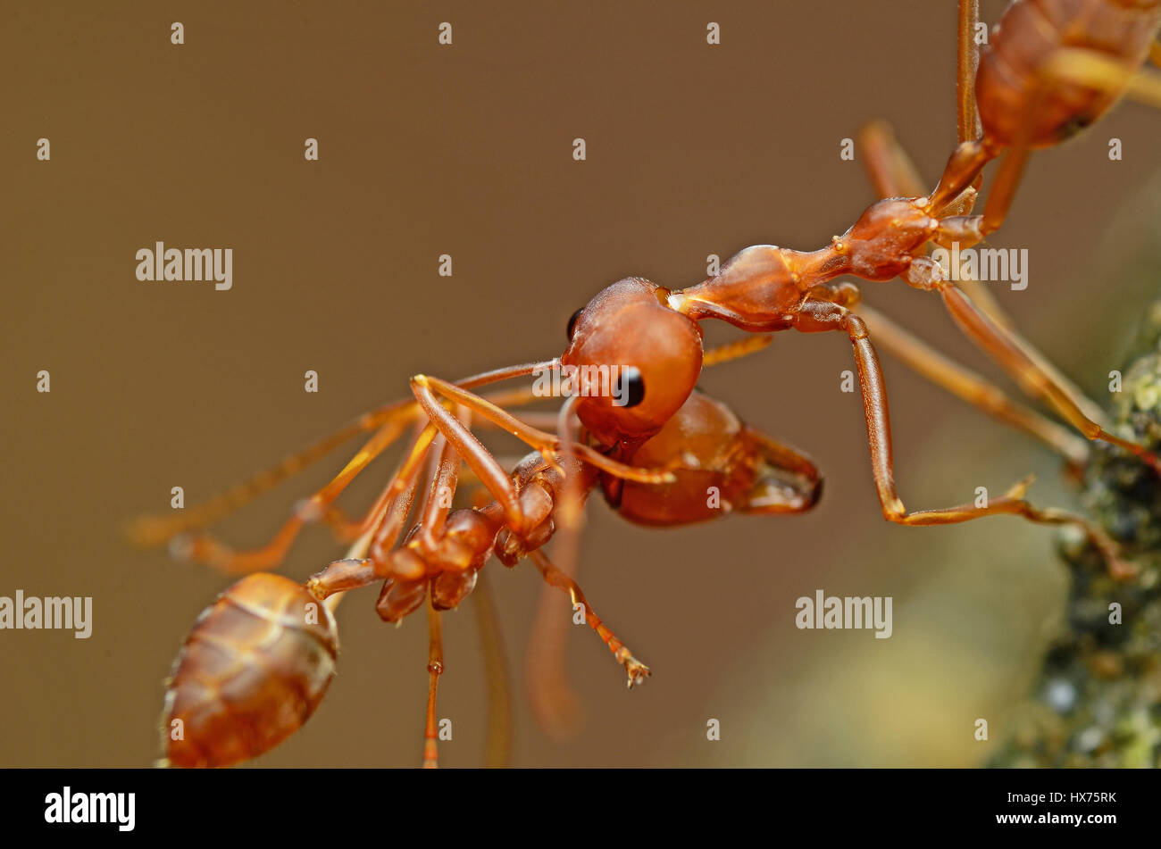 Microscope ant hi-res stock photography and images - Alamy