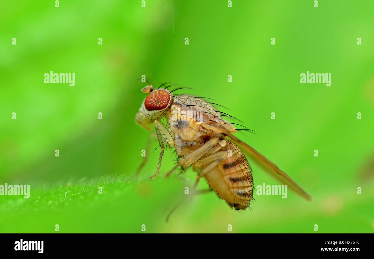 Flie hi-res stock photography and images - Alamy