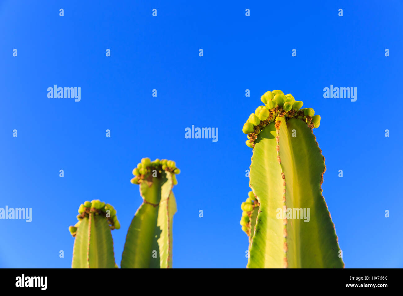 Cacti in bloom against deep blue sky Stock Photo - Alamy