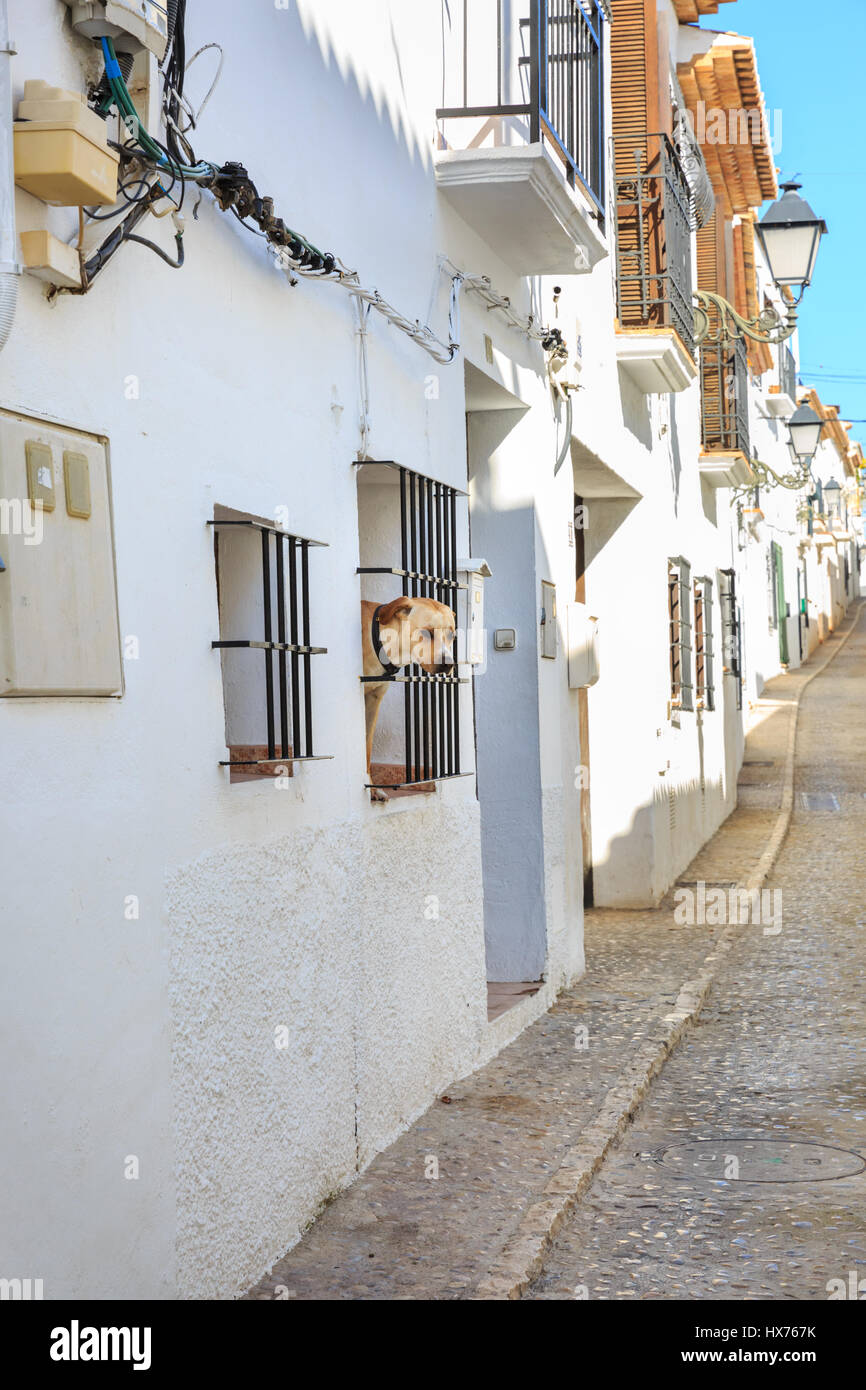 Spanish street scene - dog looks out of a window in Altea Old Town ...