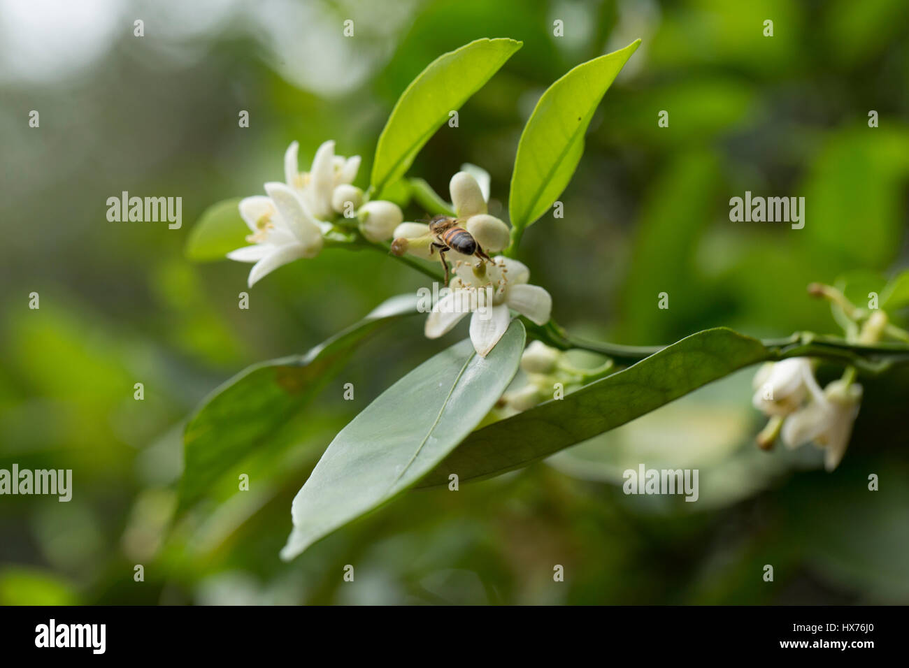 Honeybee pollinating orange blossoms, Orlando, FL Stock Photo - Alamy