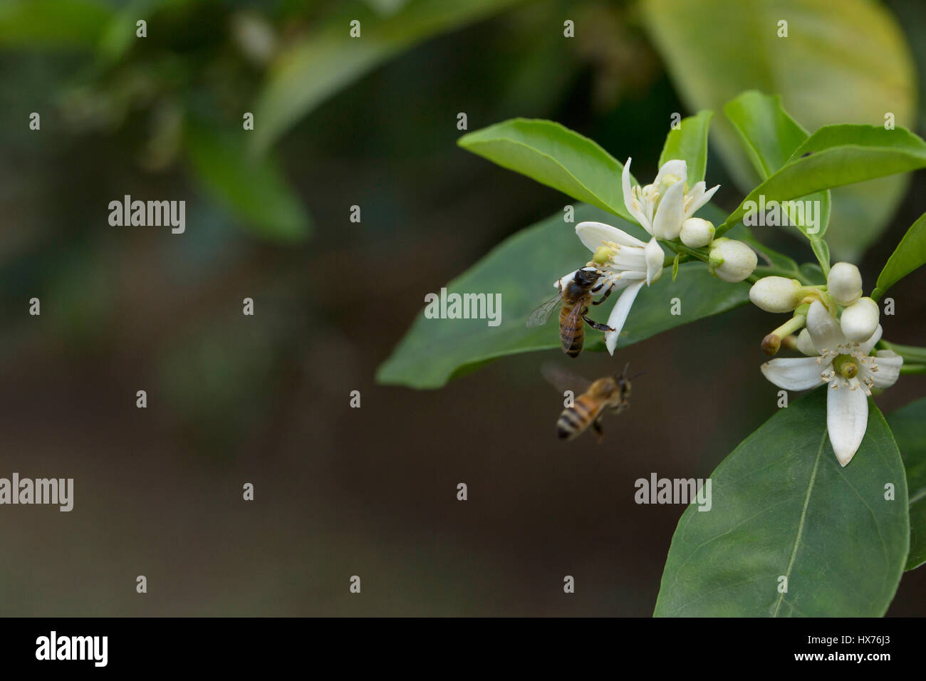 Honeybee pollinating orange blossoms, Orlando, FL Stock Photo - Alamy