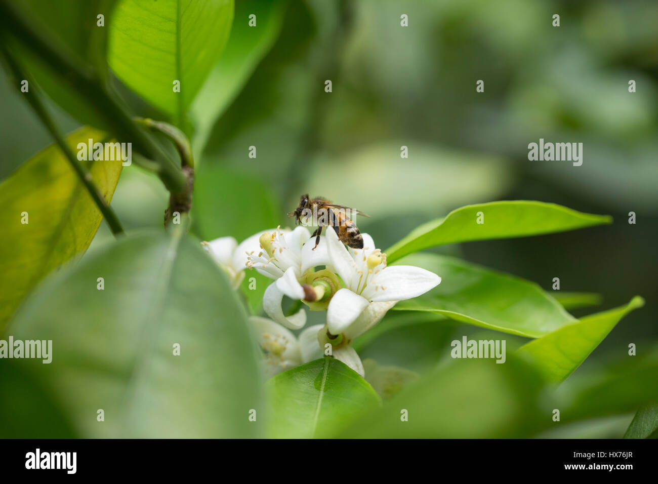Honeybee pollinating orange blossoms, Orlando, FL Stock Photo - Alamy