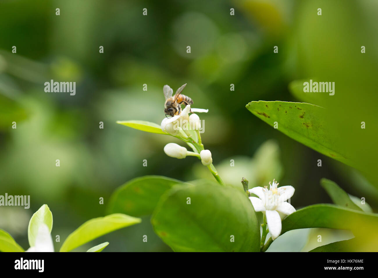 Honeybee pollinating orange blossoms, Orlando, FL Stock Photo - Alamy