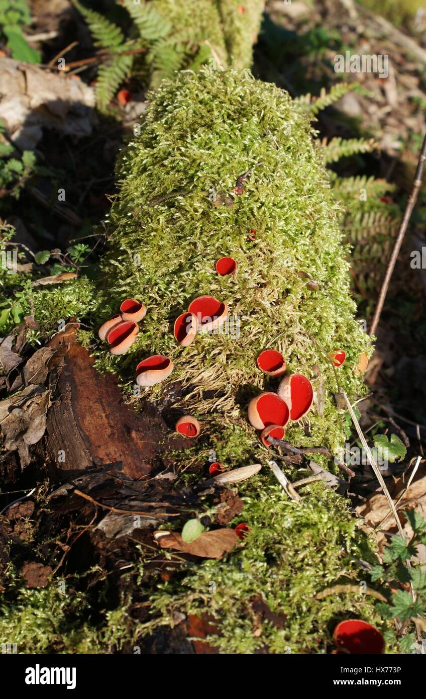 Moss cups hi-res stock photography and images - Alamy