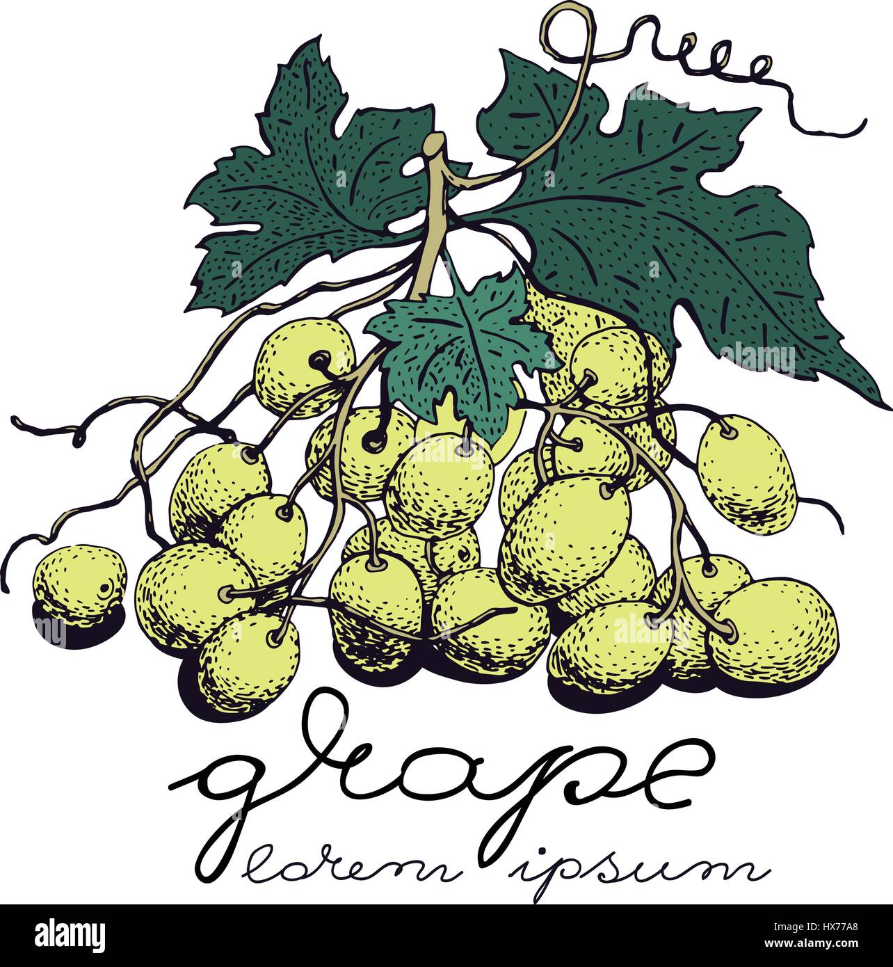 vector grape illustration. Can be use for background, design ...