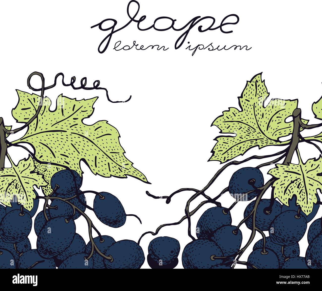 vector grape illustration. Can be use for background, design ...