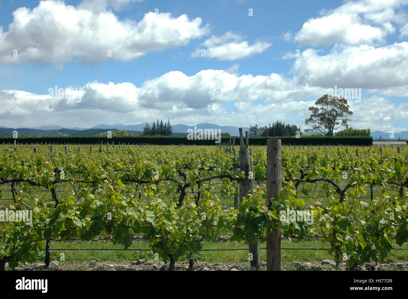 A vineyard in the Marlborough region of New Zealand Stock Photo - Alamy