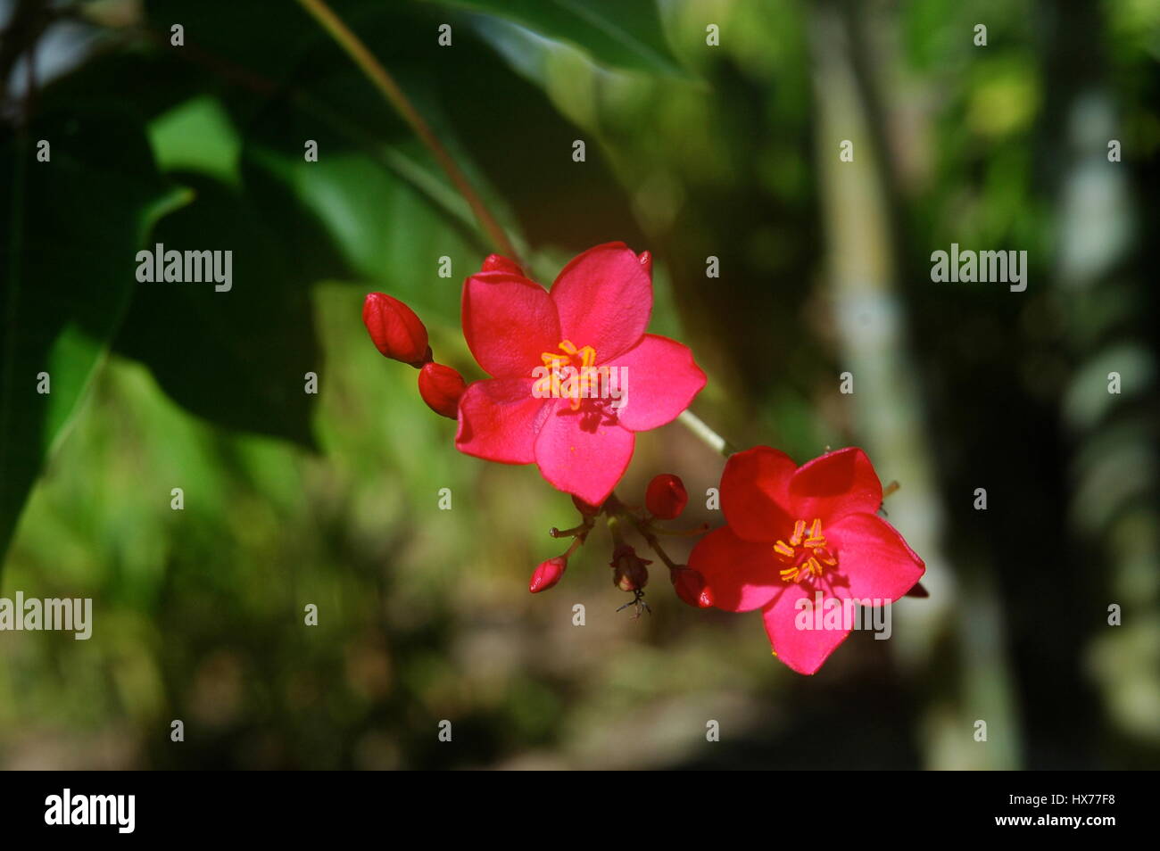 Tropical pink flowers in Moorea Stock Photo - Alamy