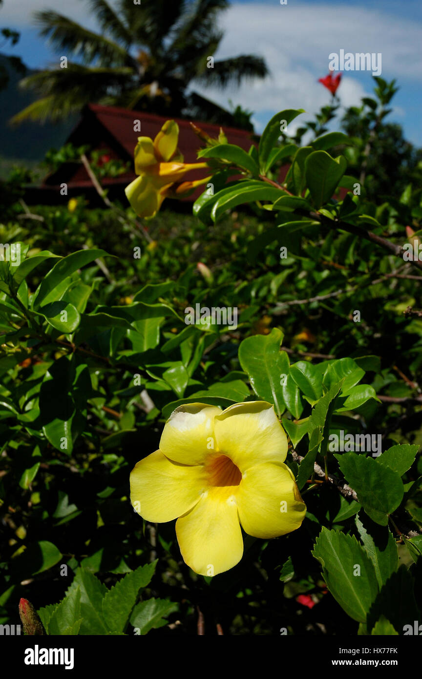 Close view of a yellow flower on an allamanda bush Stock Photo - Alamy