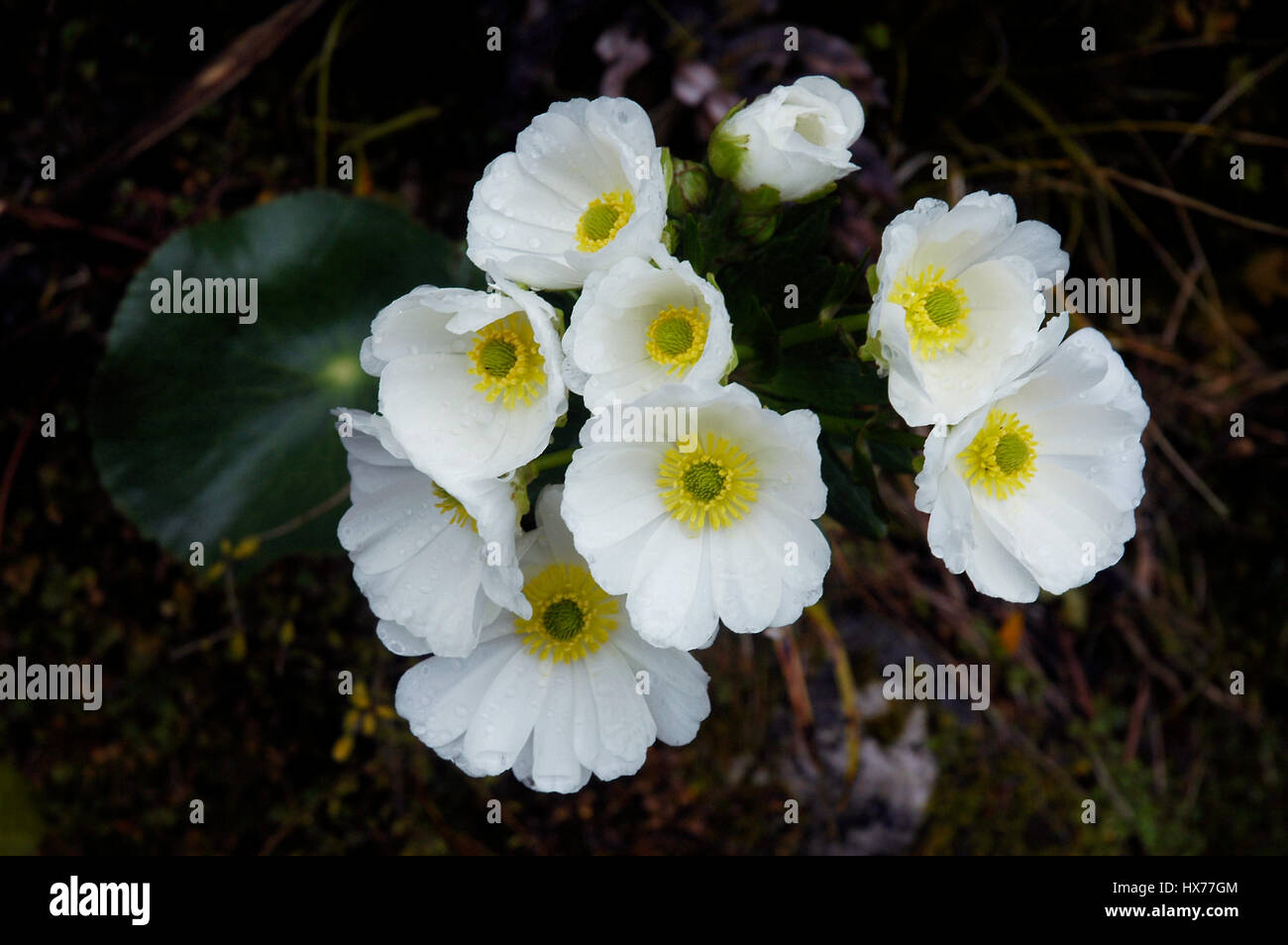 A close view of mountain buttercups growing along the Milford Track ...