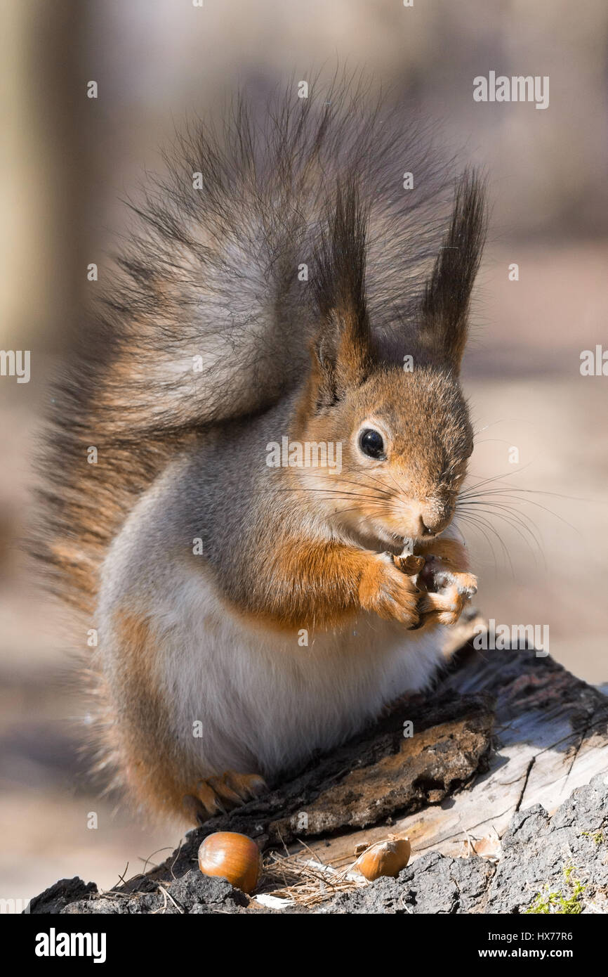 the photograph shows a squirrel on a tree Stock Photo - Alamy