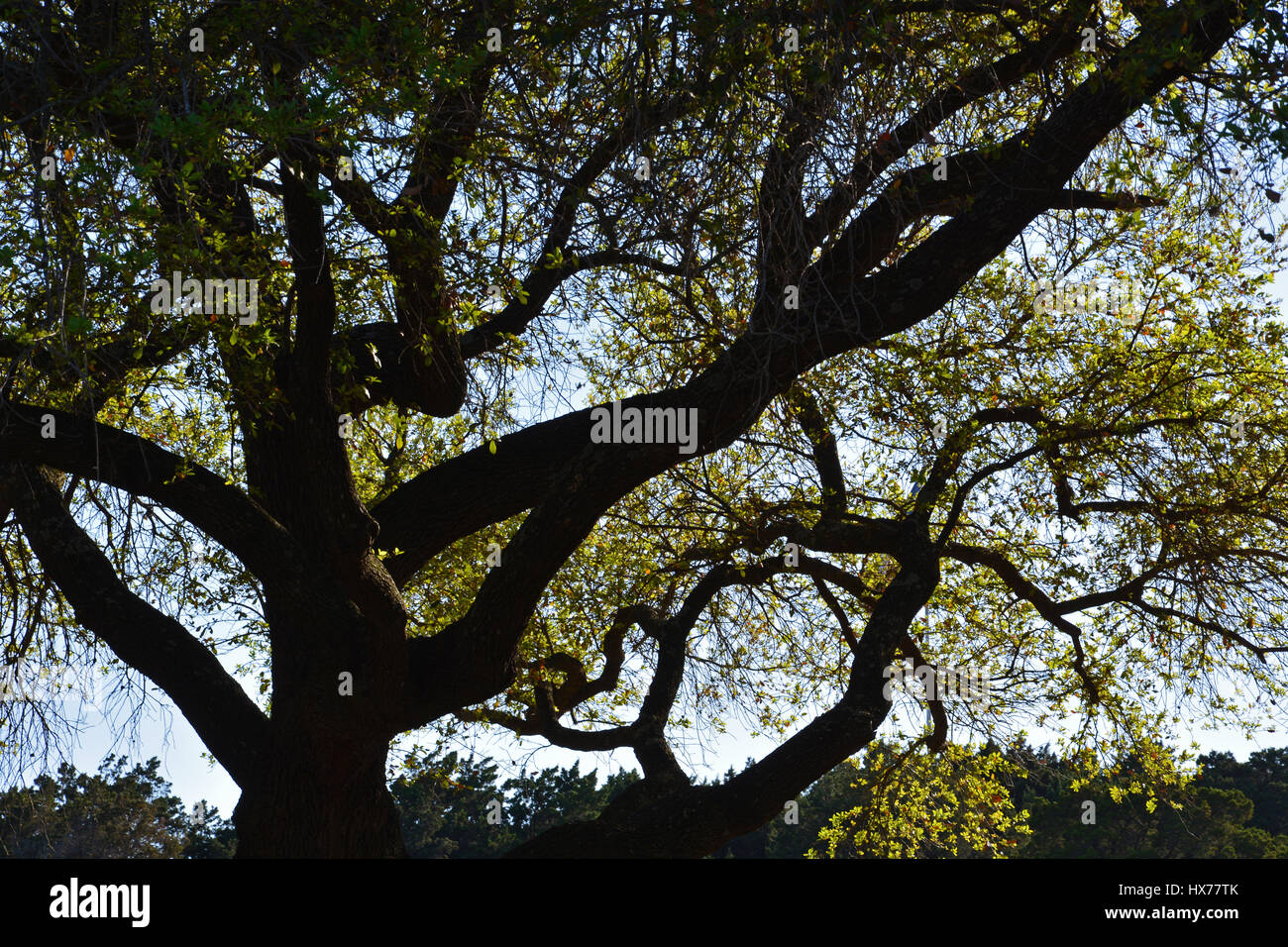 The sun shines through the branches of a large Live Oak in spring Stock ...