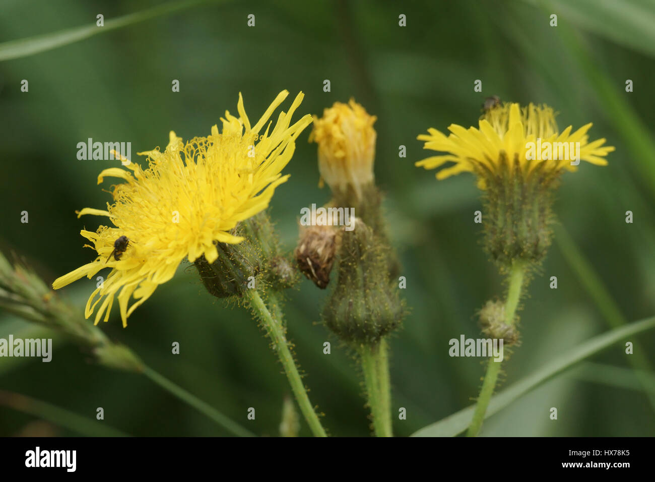 Sonchus arvensis hi-res stock photography and images - Alamy