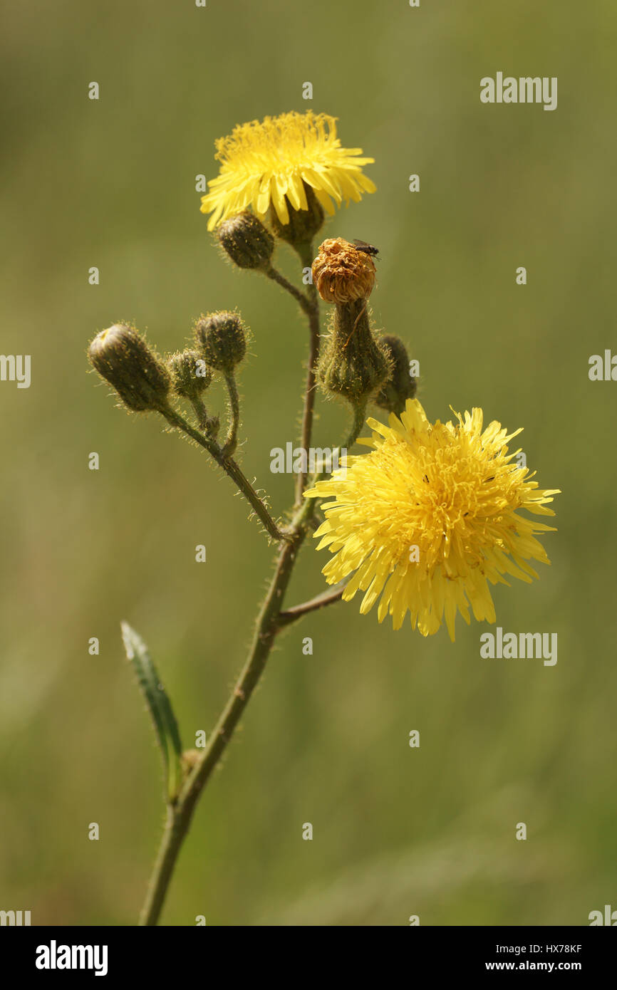 Sonchus arvensis hi-res stock photography and images - Alamy