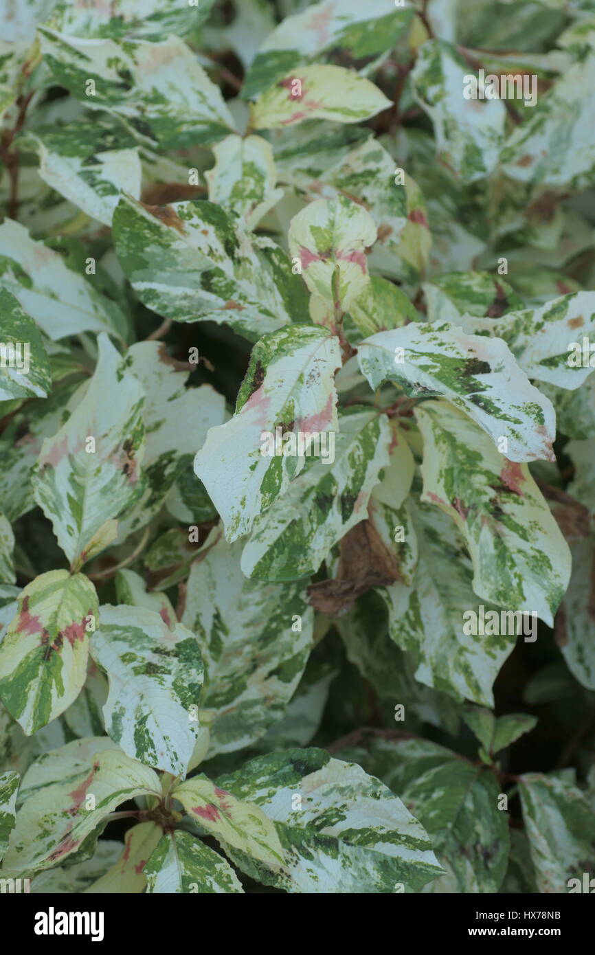 Persicaria virginiana painters pallette hi-res stock photography and ...