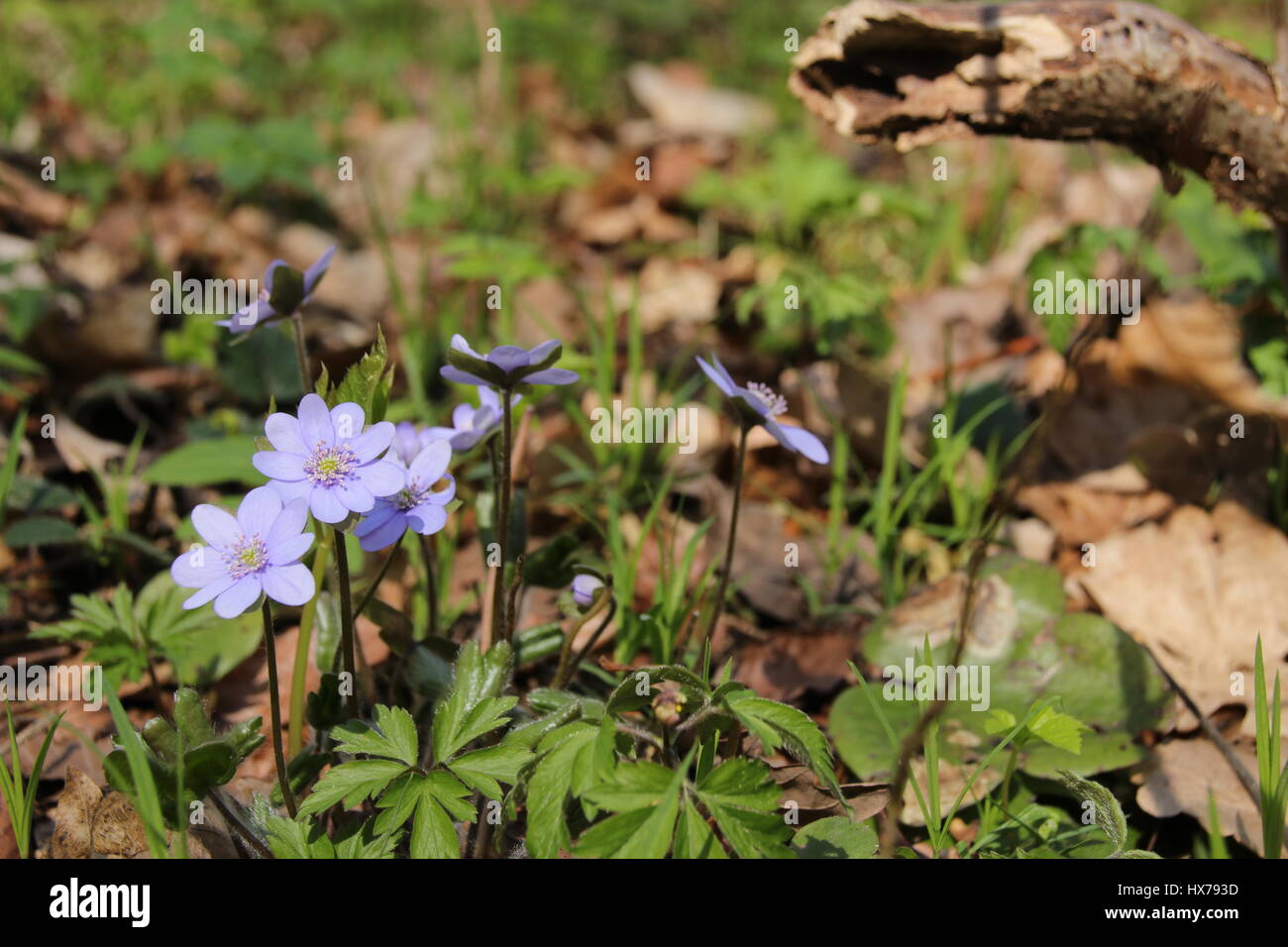 Anemone hepatica in spring Stock Photo - Alamy