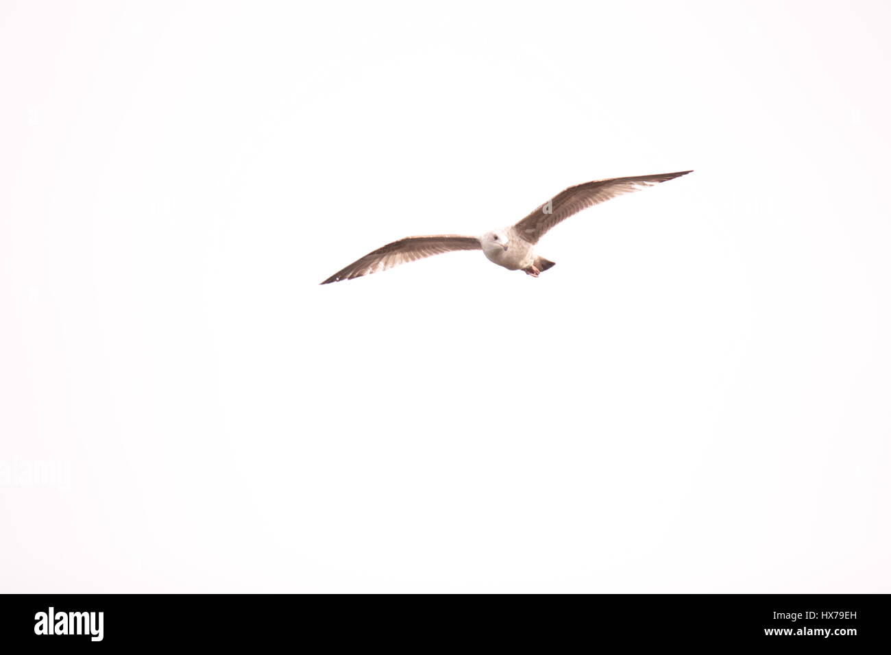 Seagull in flight Stock Photo - Alamy