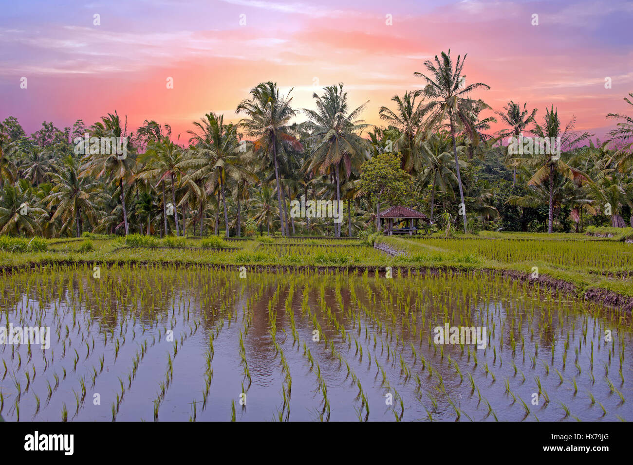 Asian rice field landscape in Java island, Indonesia Asia at sunset ...
