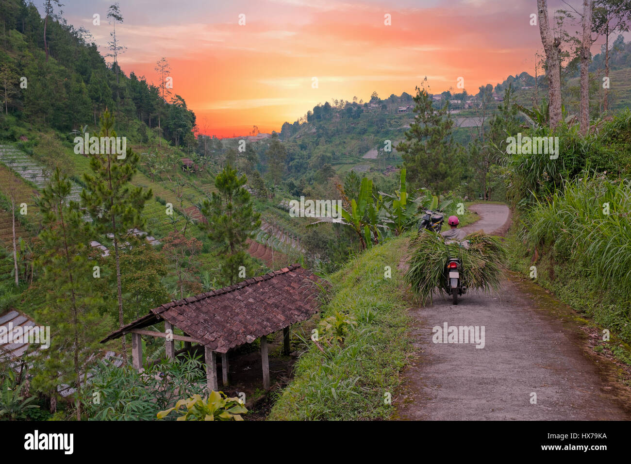 Transporting grass in the countryside from Java Indonesia at sunset ...