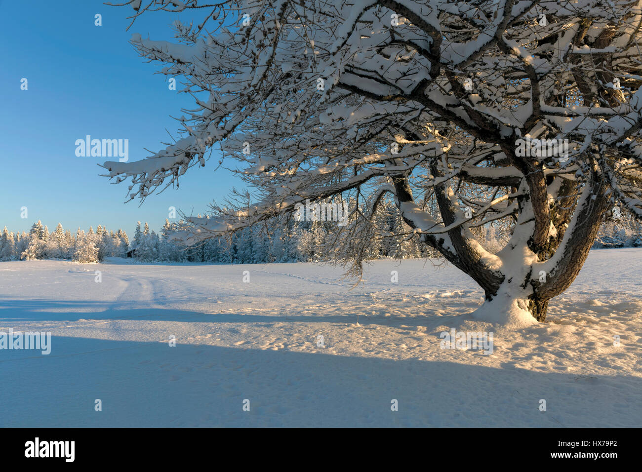 Beautiful winter landscape with snow cowered trees Stock Photo - Alamy