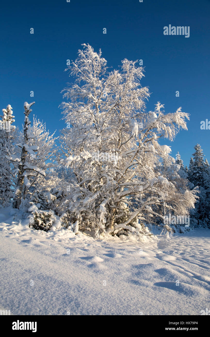 Beautiful winter landscape tree hi-res stock photography and images - Alamy