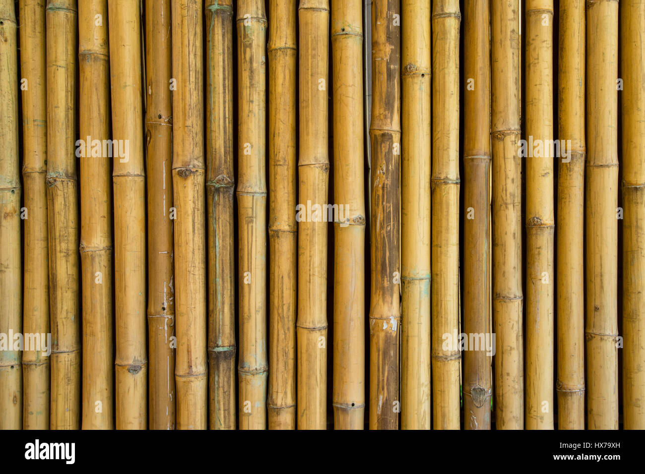 Old yellow bamboo wall background, vertical lined Stock Photo - Alamy