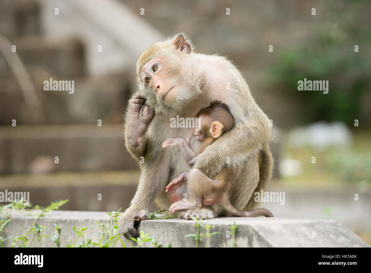 Monkey with its baby sitting on grass Stock Photo - Alamy