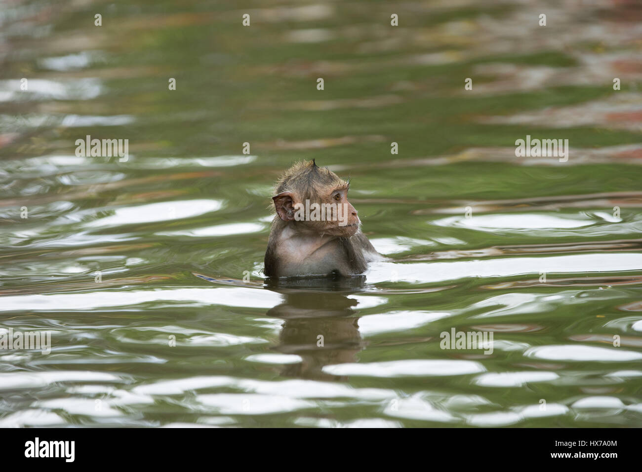 Baby monkey enjoying bathing in a small pond Stock Photo - Alamy