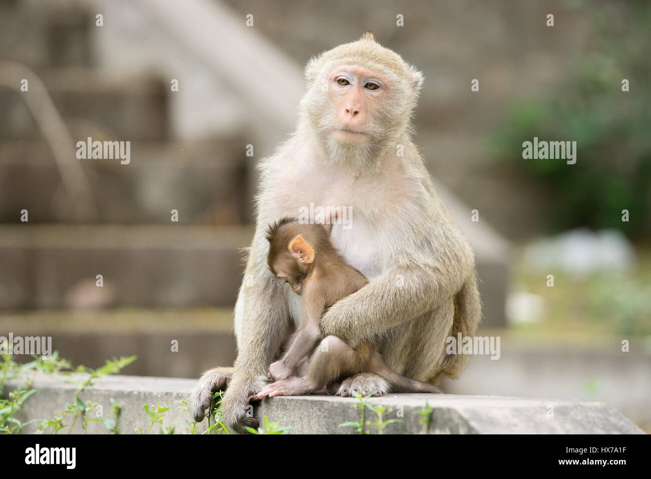Monkey with its baby sitting on grass Stock Photo - Alamy