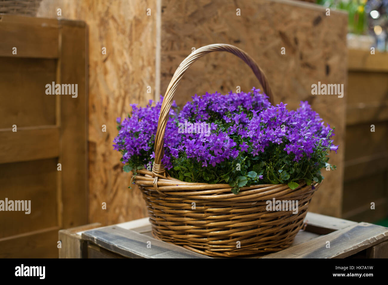 basket with violet blue flowers spring Stock Photo - Alamy