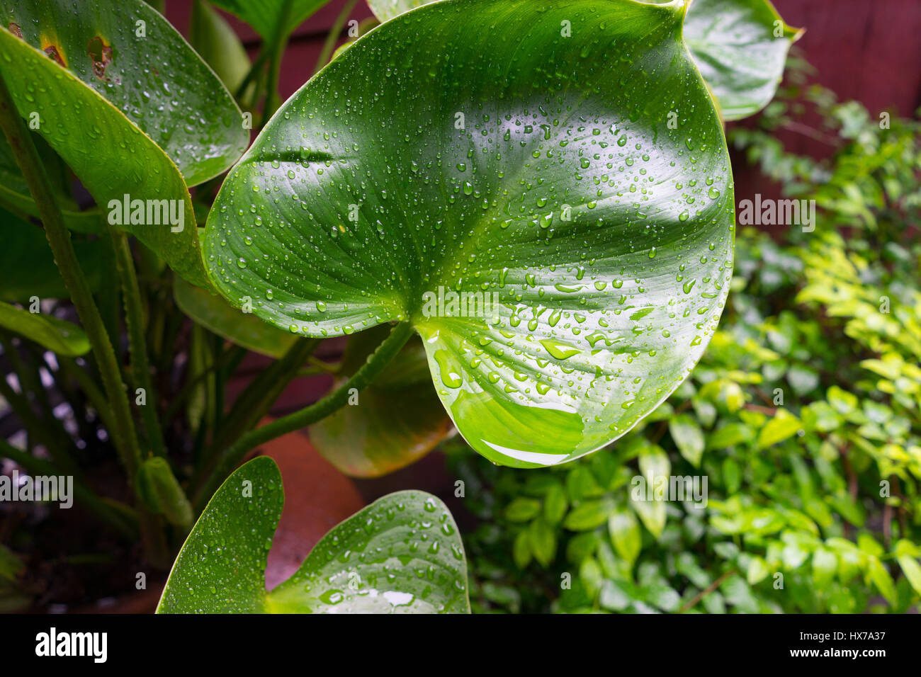 Leaf rolling hi-res stock photography and images - Alamy