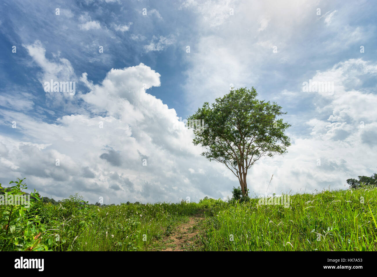 Lone oak tree on hill hi-res stock photography and images - Alamy