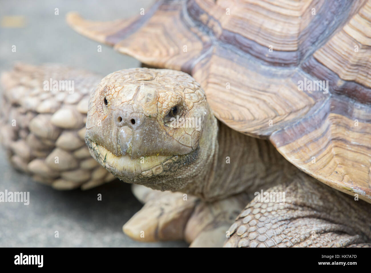 Close up big turtles hi-res stock photography and images - Alamy