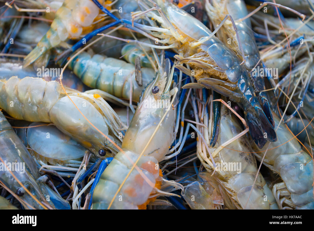 Fresh clay fish background in a pile Stock Photo - Alamy