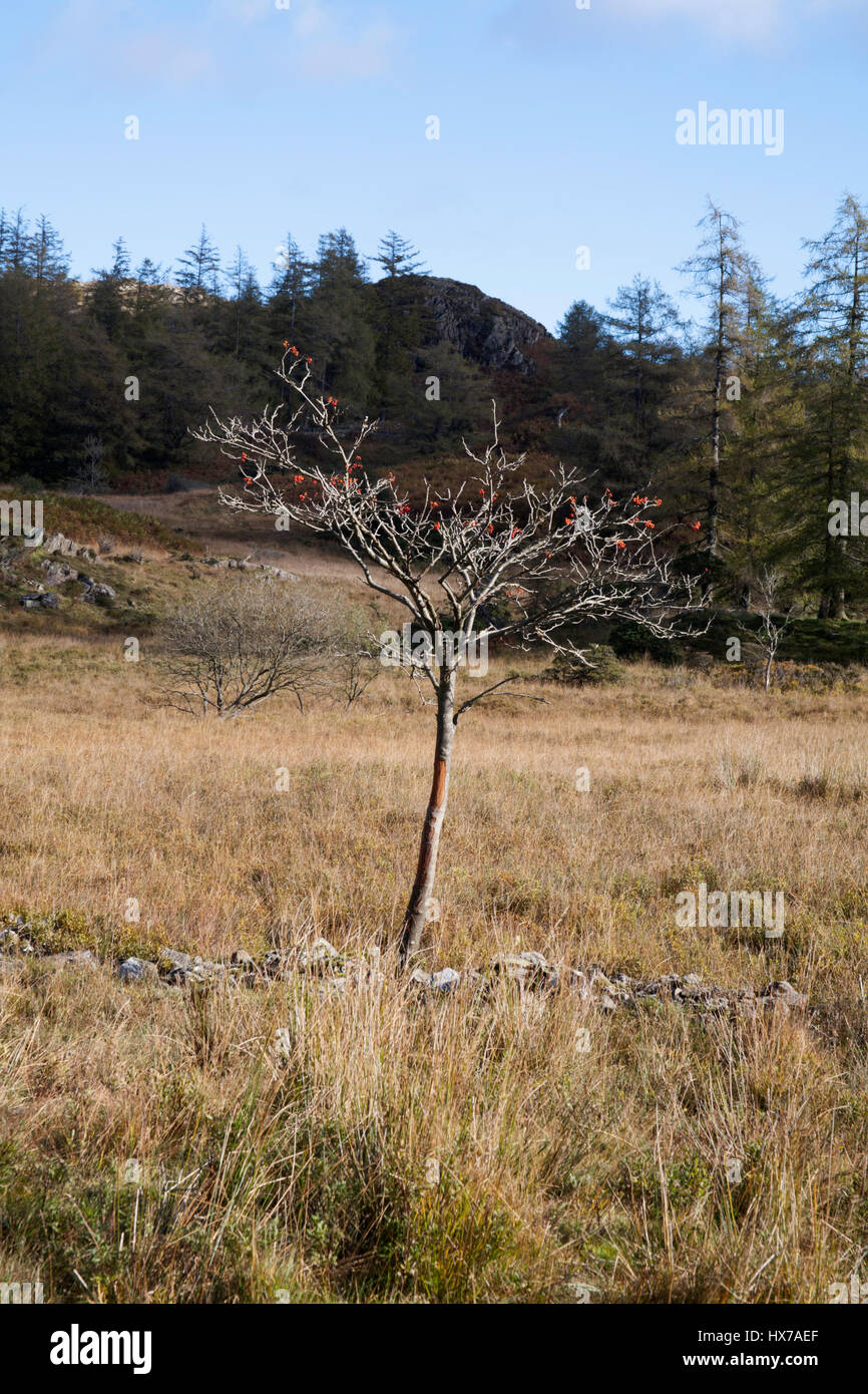 Rowan Tree with berries after leaf fall Autumn Tarn Hows lying between ...
