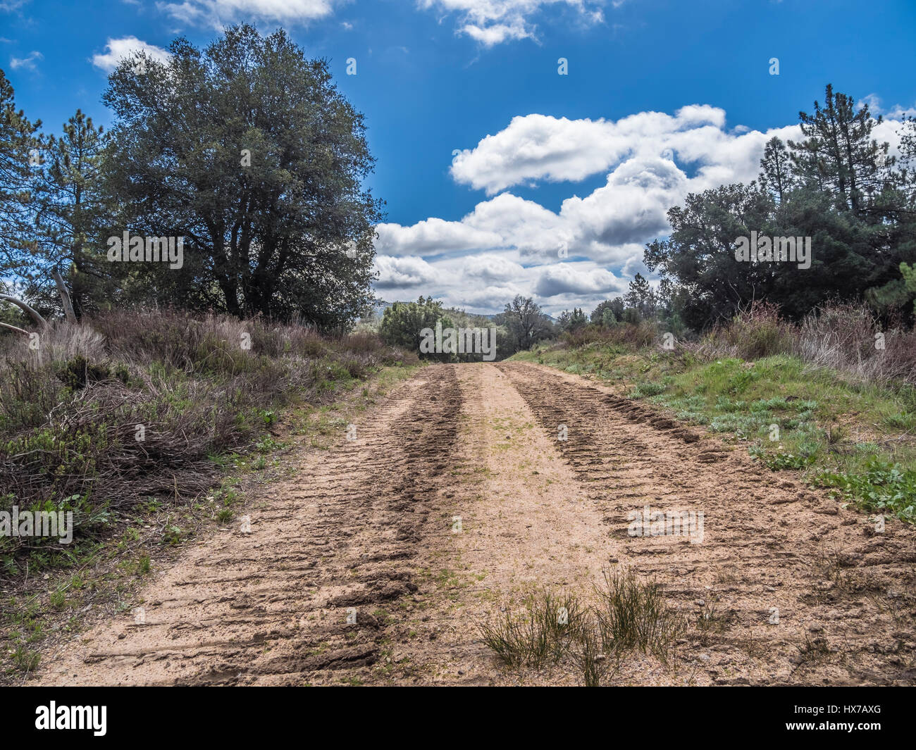 heavy equipment tread tracks on fire road in cuyamaca state park Stock ...