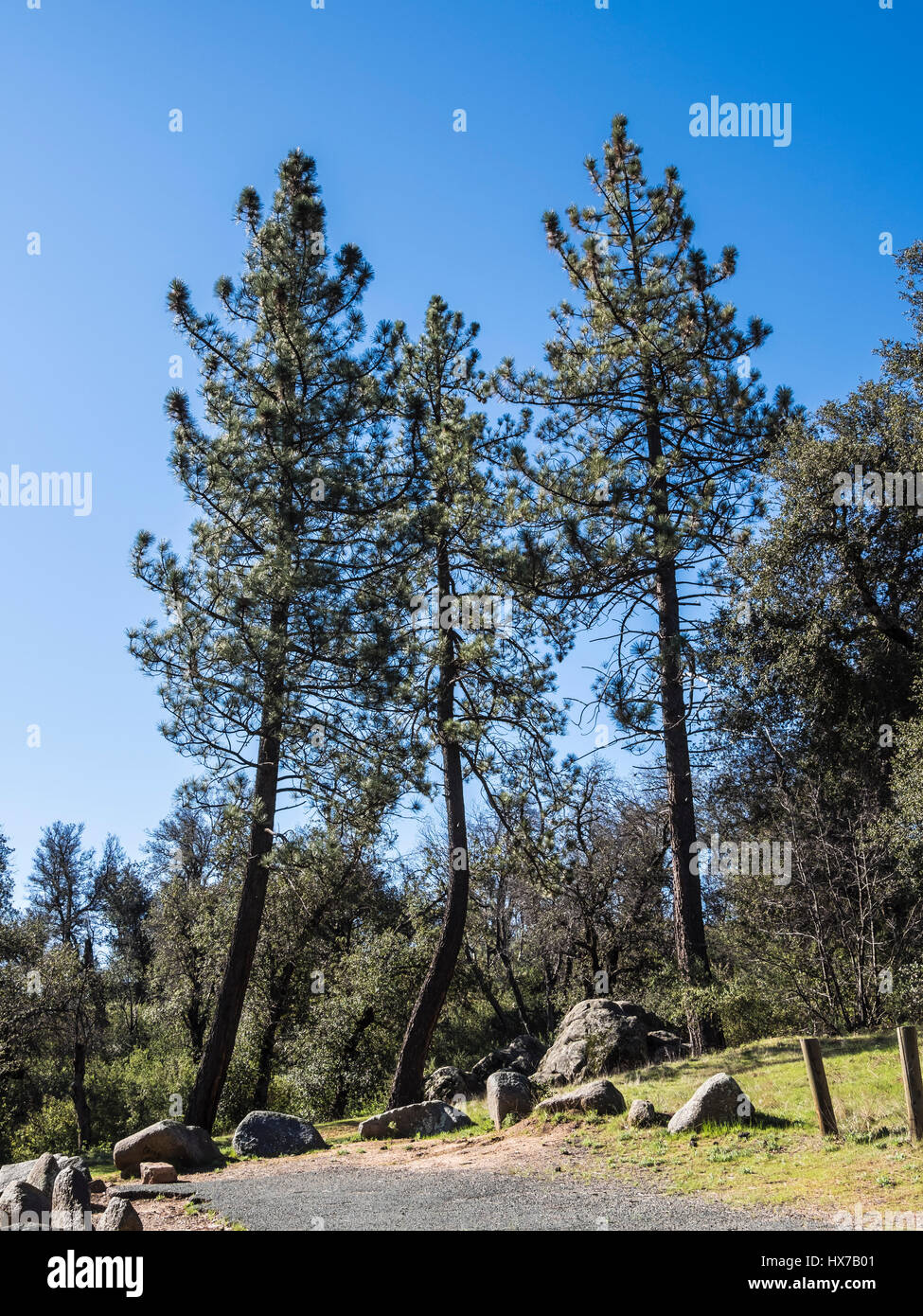 bent pine tree in cuyamaca state park Stock Photo - Alamy