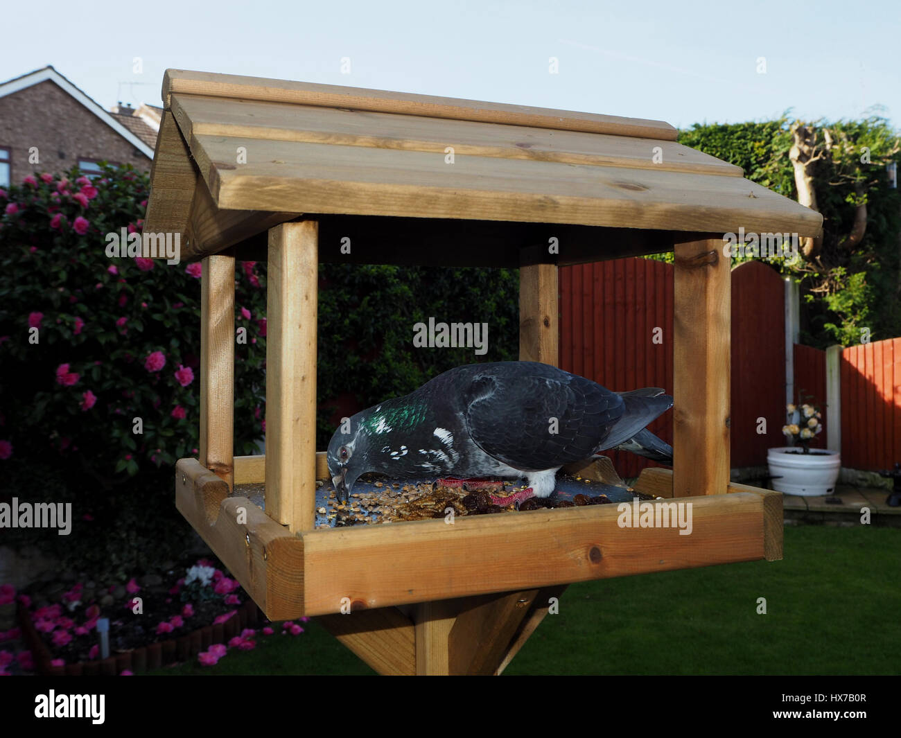 Wooden bird table hi-res stock photography and images - Alamy