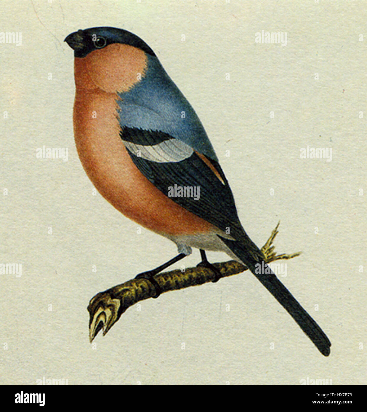 Valentin serov girl hi-res stock photography and images - Alamy