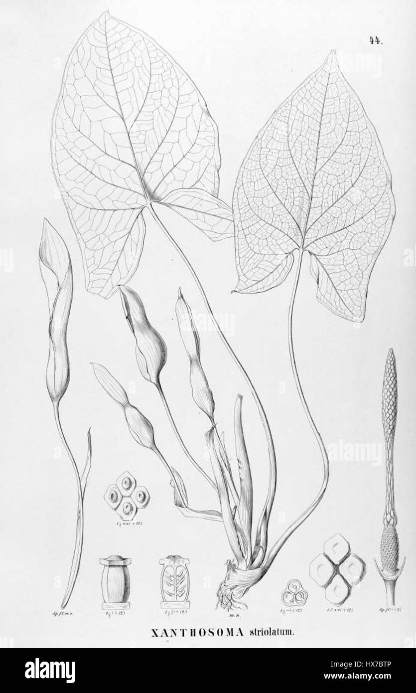 Perennial vegetable Black and White Stock Photos & Images - Alamy