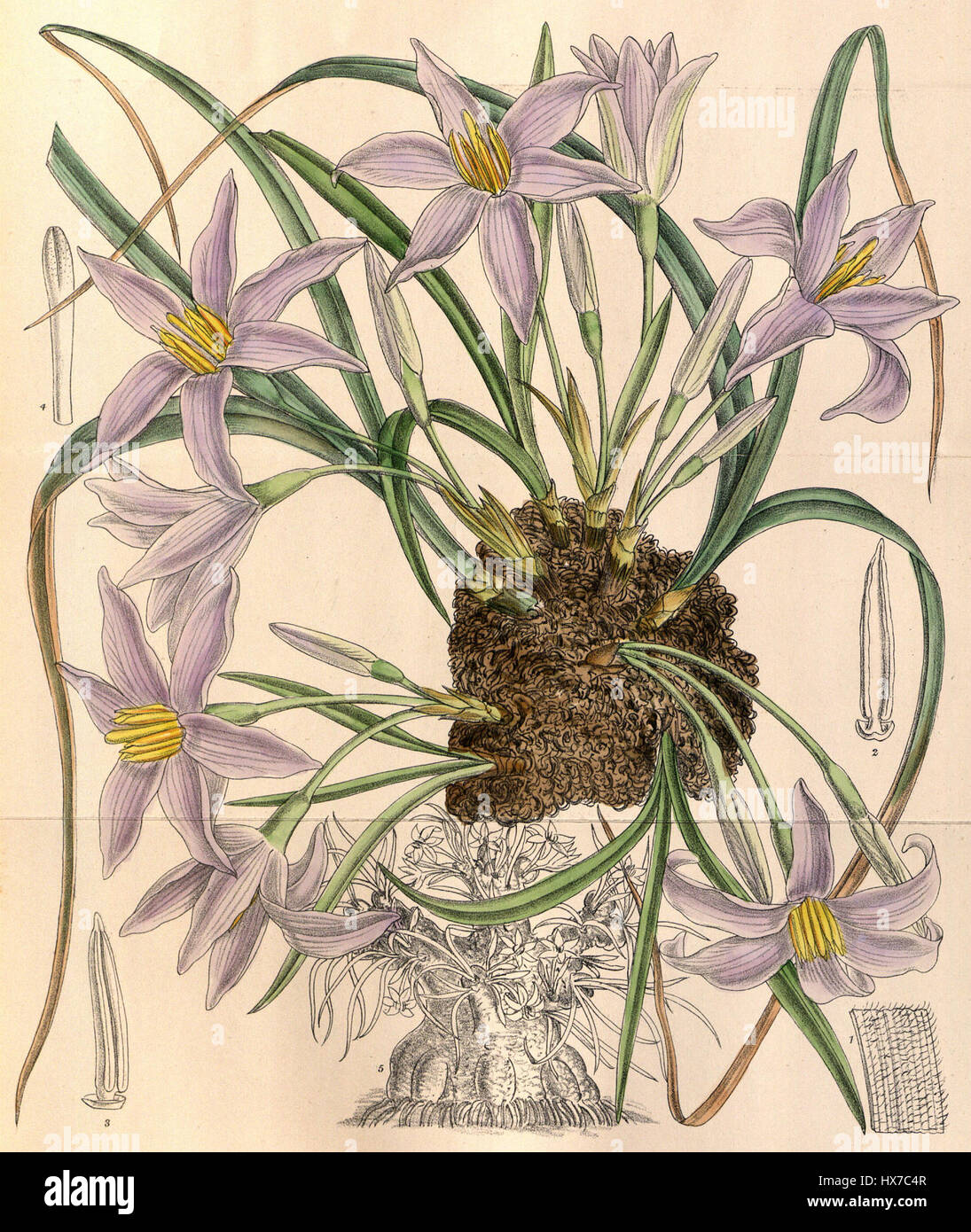 Xerophyta equisetoides hi-res stock photography and images - Alamy