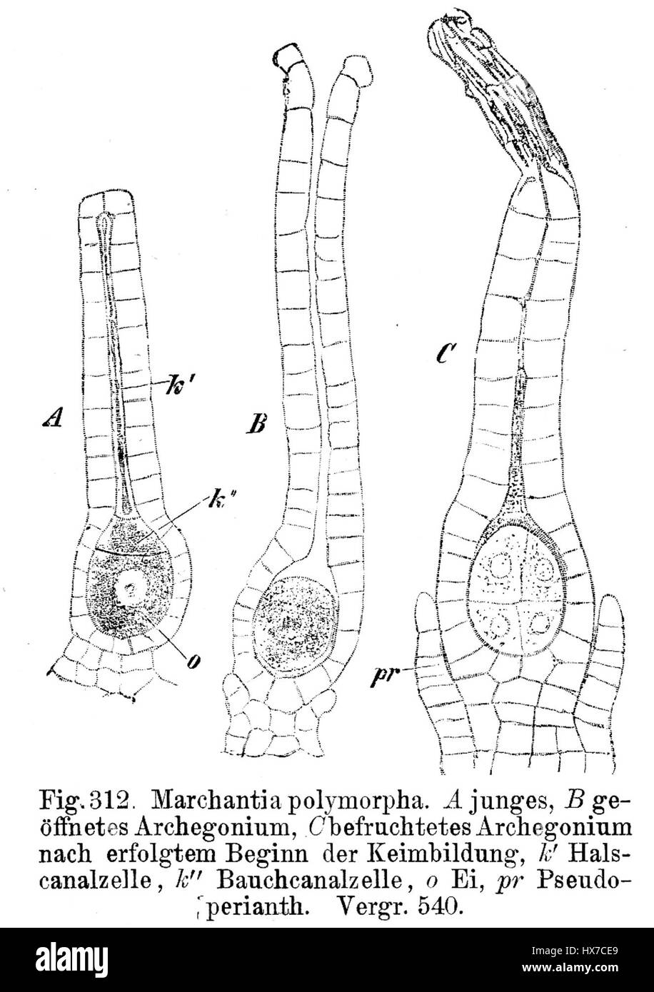 Marchantia Archegonia Structure