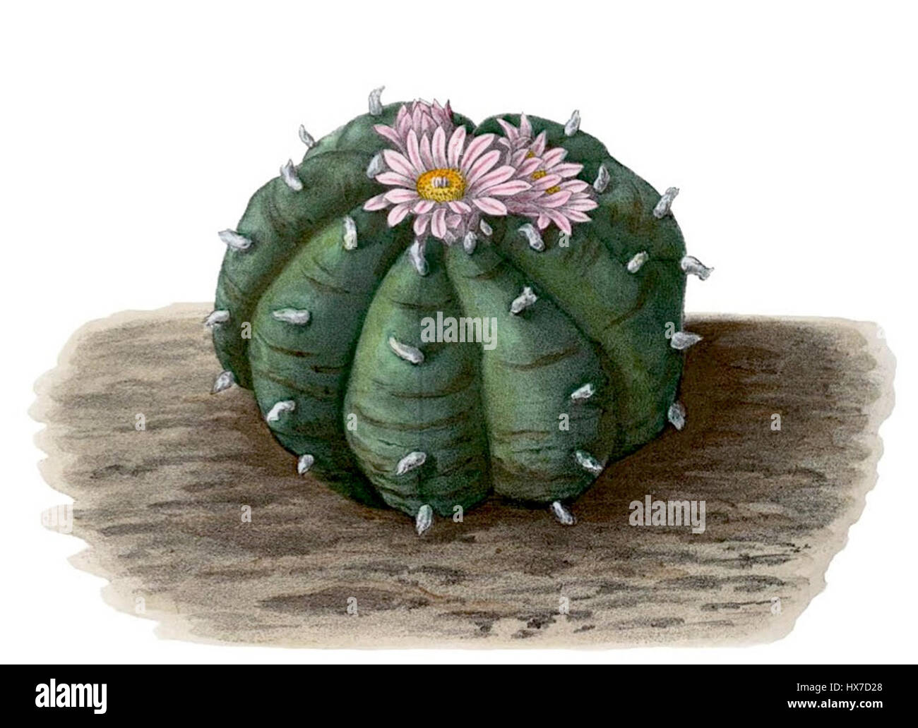 Lophophora williamsii, commonly known as peyote, is a small, spineless ...