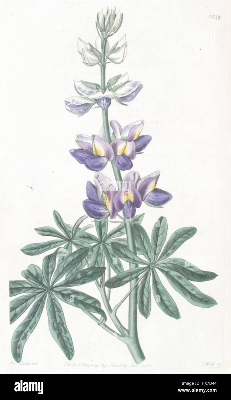 Lupinus mutabilis, commonly known as the Andean lupine, is a leguminous ...
