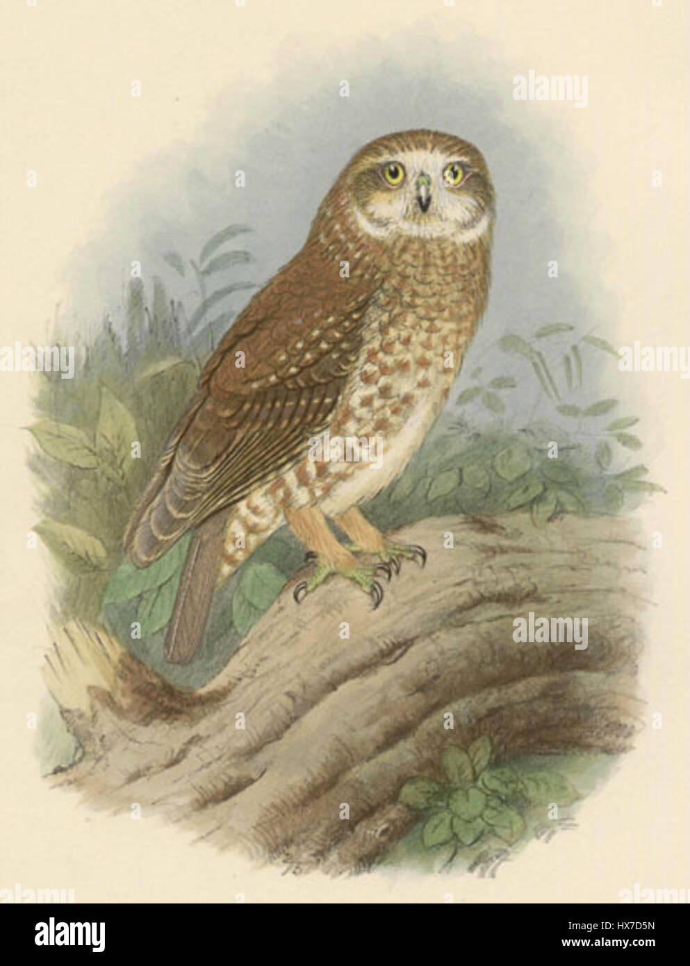 ‘Lord Howe Boobook’ portrays the majestic owl species endemic to Lord ...