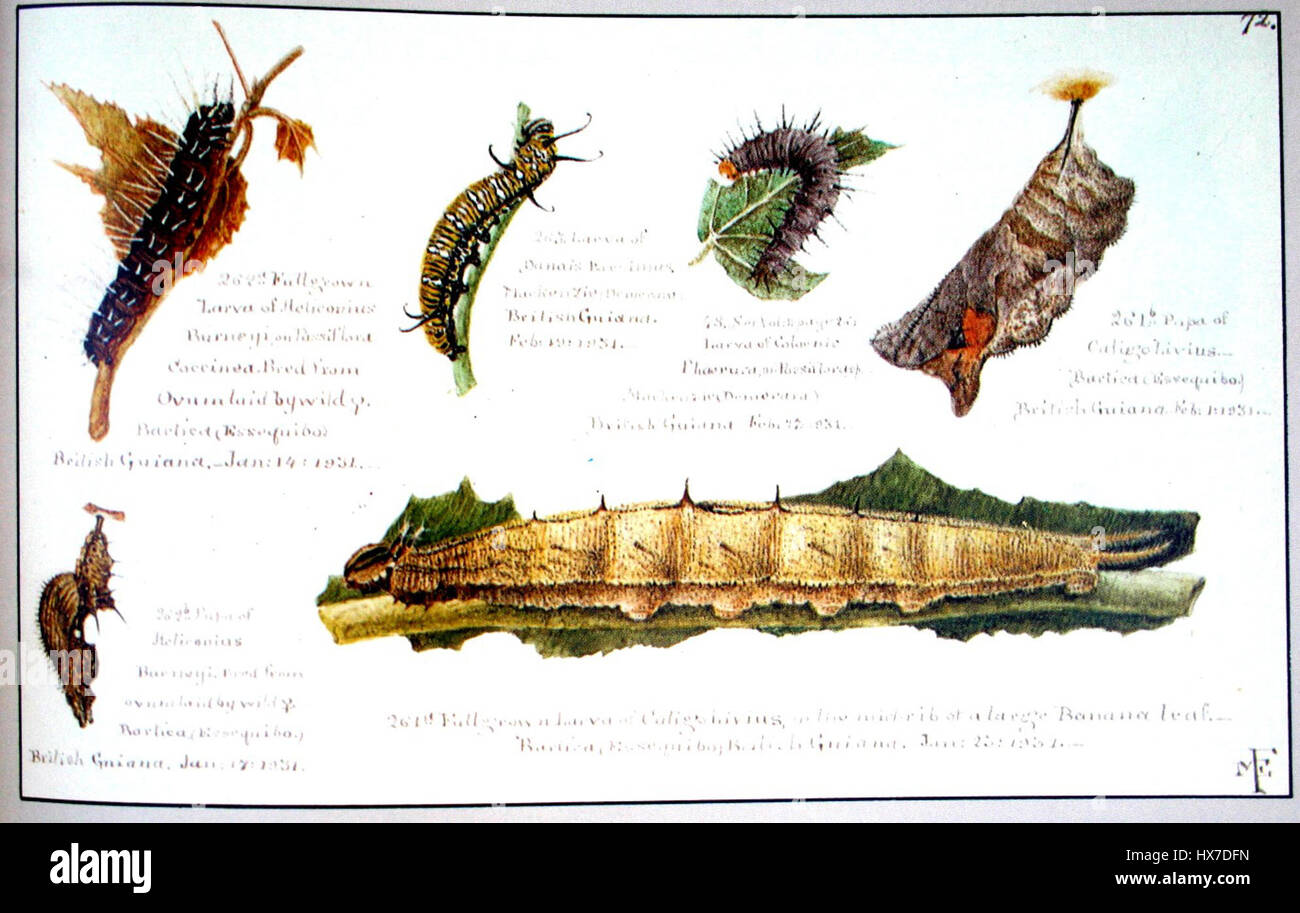 The english entomologist hi-res stock photography and images - Alamy